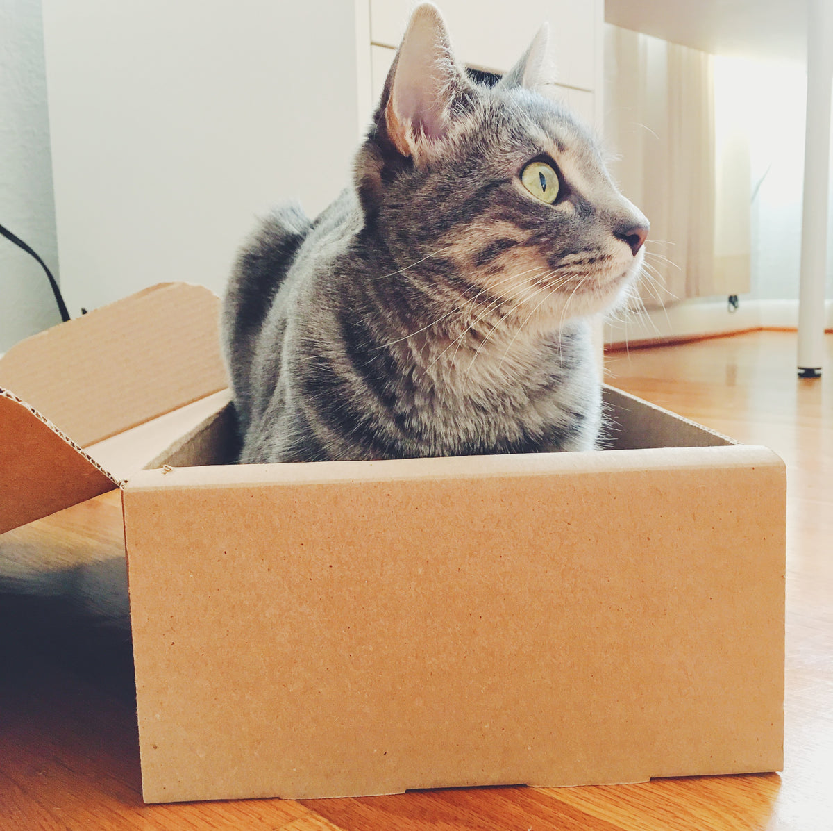 Kiki_in_a_box_1200x1200.JPG?v=1511116620